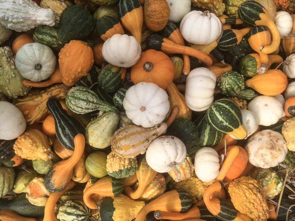 Everything you should do in Lexington this Fall on Lex Eats